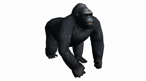 Chimpanzees Running Stock Video Footage | Royalty Free Chimpanzees ...