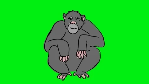 Chimpanzee - Hand Drawn - Green Screen | Stock Video | Pond5