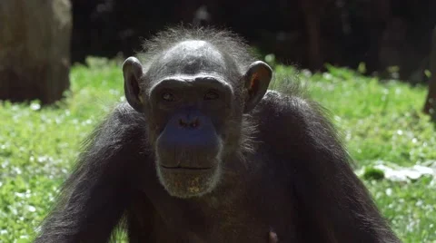 Chimpanzee Stock Video Footage | Royalty Free Chimpanzee Videos | Pond5