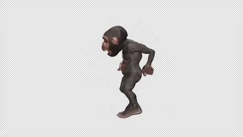 Chimpanzee Dance Stock Video Footage | Royalty Free Chimpanzee Dance ...