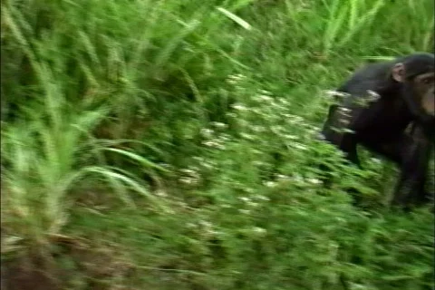 Chimpanzees Running Stock Video Footage | Royalty Free Chimpanzees ...