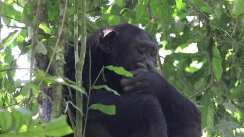 Chimpanzee scratching head and arms look... | Stock Video | Pond5
