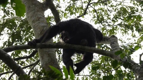 Chimp Screaming Stock Video Footage | Royalty Free Chimp Screaming ...