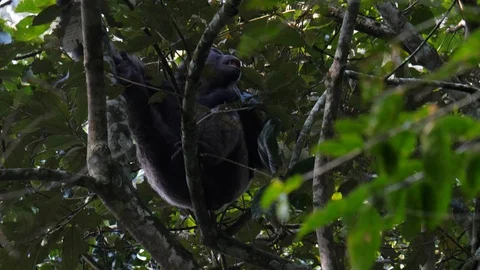 Chimpanzee Stock Video Footage | Royalty Free Chimpanzee Videos | Pond5