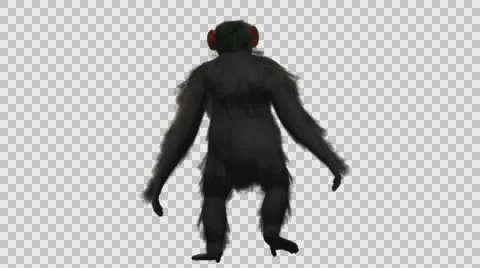 Chimpanzee Walking Upright - Back View -... | Stock Video | Pond5
