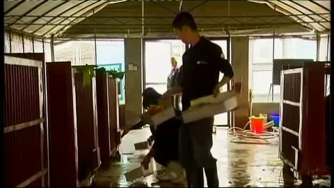 China Bear Stock Video Footage | Royalty Free China Bear Videos | Pond5