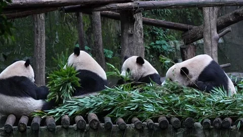 China: Giant Pandas Eat Around A Table a... | Stock Video | Pond5