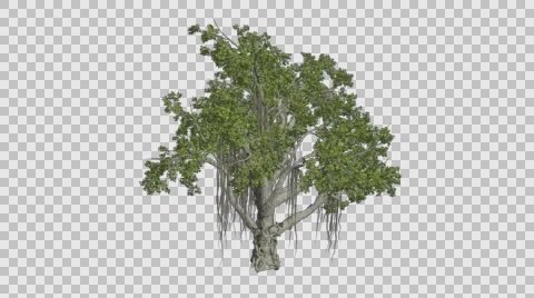 Chinese Banyan Tree Growth Animation | Stock Video | Pond5
