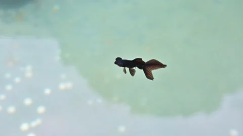 Telescope Goldfish Stock Video Footage | Royalty Free Telescope ...