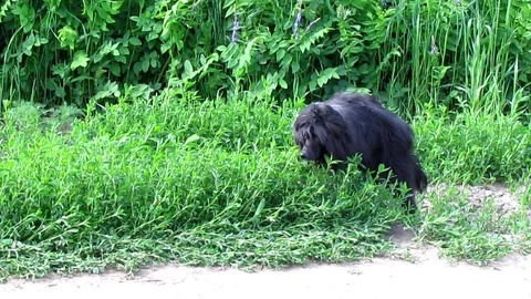 the Chinese crested dog looks around and... | Stock Video | Pond5