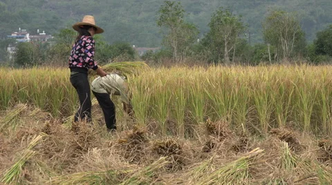 A Chinese family are harvesting rice in ... | Stock Video | Pond5