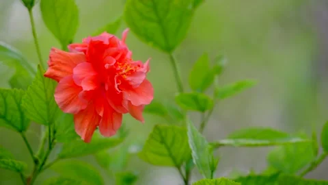 Chinese Bokep Video Stock Video Footage | Royalty Free Chinese Bokep Video Videos | Pond5