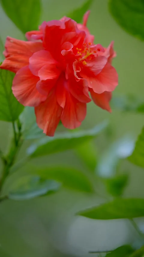 Chinese Bokep Video Stock Video Footage | Royalty Free Chinese Bokep Video Videos | Pond5