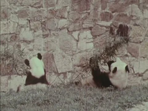 Chinese Mao Animal Stock Videos – Royalty-Free HD & 4K Videos