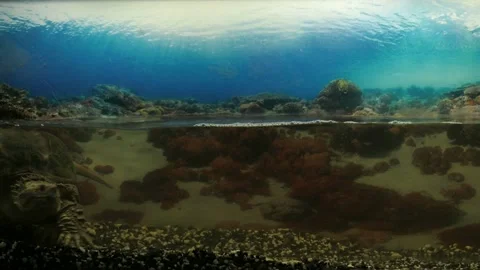 Chinese trionics turtle. Aqua background... | Stock Video | Pond5