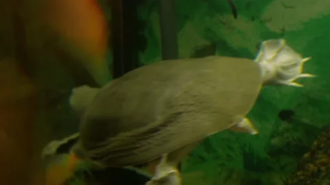 Chinese Turtle Big Stock Videos – Royalty-Free HD & 4K Videos