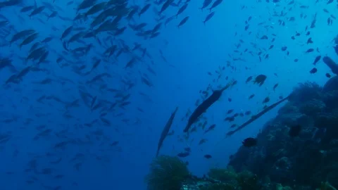 Chinese Trumpetfish on coral reef in und... | Stock Video | Pond5