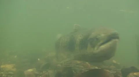 Underwater Adult Stock Video Footage | Royalty Free Underwater Adult ...