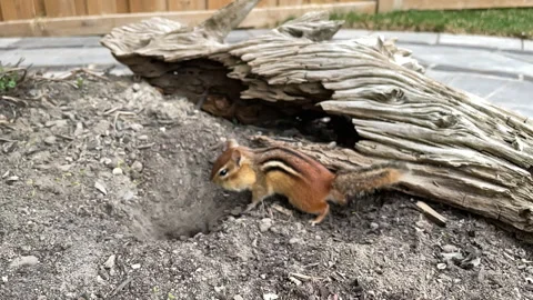 Chipmunk goes into den, slow motion | Stock Video | Pond5