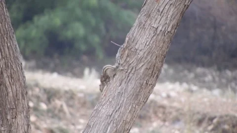 Animals Mating Hard and Long Stock Footage ~ Royalty Free Stock Videos ...