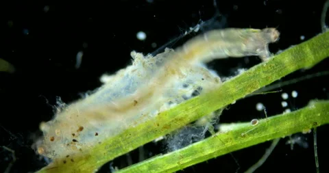 Chironomidae larva under a microscope, o... | Stock Video | Pond5
