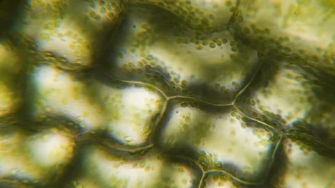 Chloroplast under a microscope. Cell div... | Stock Video | Pond5