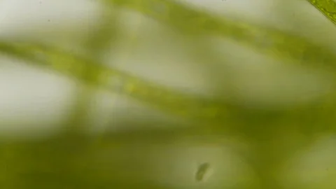 Chloroplast under a microscope. Cell div... | Stock Video | Pond5