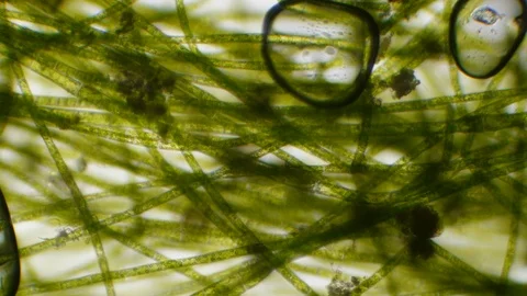 Chloroplast under a microscope. Cell div... | Stock Video | Pond5