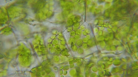 Chloroplast under microscope. Cell divis... | Stock Video | Pond5