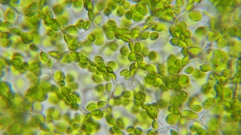 Chloroplast under microscope. Cell divis... | Stock Video | Pond5