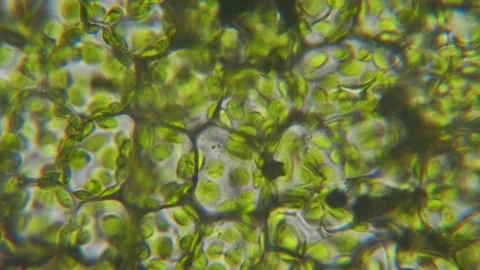 Chloroplast under microscope. Cell divis... | Stock Video | Pond5