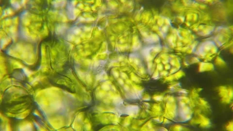Chloroplast under microscope. Cell divis... | Stock Video | Pond5