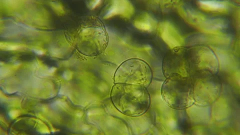 Chloroplast under microscope. Cell divis... | Stock Video | Pond5