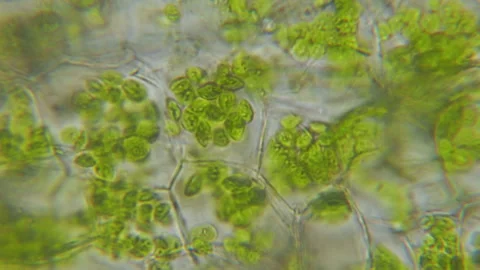 Chloroplast under microscope. Cell divis... | Stock Video | Pond5