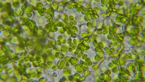 Chloroplast under microscope. Cell divis... | Stock Video | Pond5