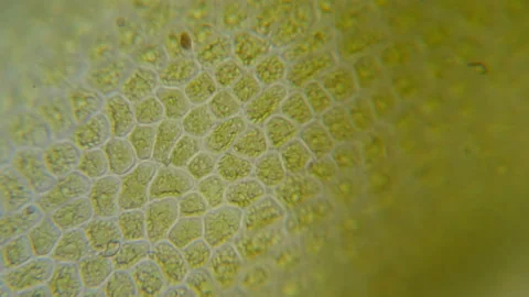 Chloroplast under a microscope. Chloropl... | Stock Video | Pond5