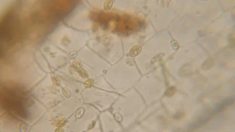 Hydrilla Stock Video Footage | Royalty Free Hydrilla Videos | Pond5