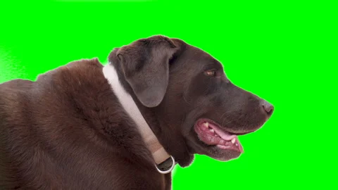 Chocolate Green Screen Stock Video Footage | Royalty Free Chocolate ...