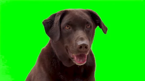 Chocolate Green Screen Stock Video Footage | Royalty Free Chocolate ...