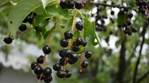Chokecherry Stock Video Footage | Royalty Free Chokecherry Videos | Pond5