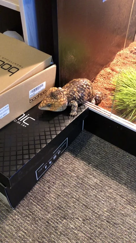 Chonky Lizard Trying to Escape, Canberra... | Stock Video | Pond5