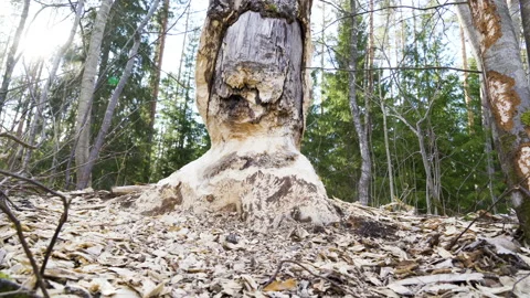 Chopped trunk of the big Populus tremulo... | Stock Video | Pond5