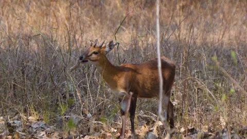 Maharashtra Stock Video Footage | Royalty Free Maharashtra Videos | Pond5