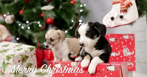 Cute Card Bourders Stock Videos – Royalty-Free HD & 4K Videos