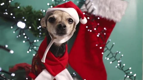 christmas dog, cute funny pet in santa c... | Stock Video | Pond5