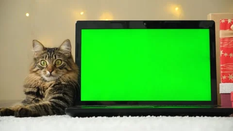 Pet Green Screen Stock Footage ~ Royalty Free Stock Videos | Pond5
