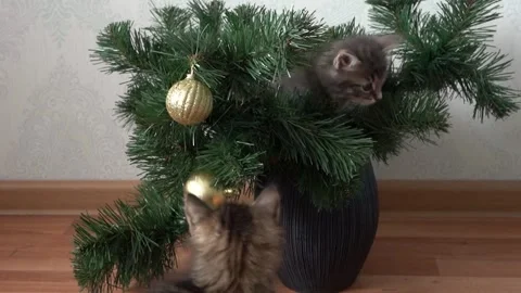 New Beast Video Stock Videos – Royalty-Free HD & 4K Videos