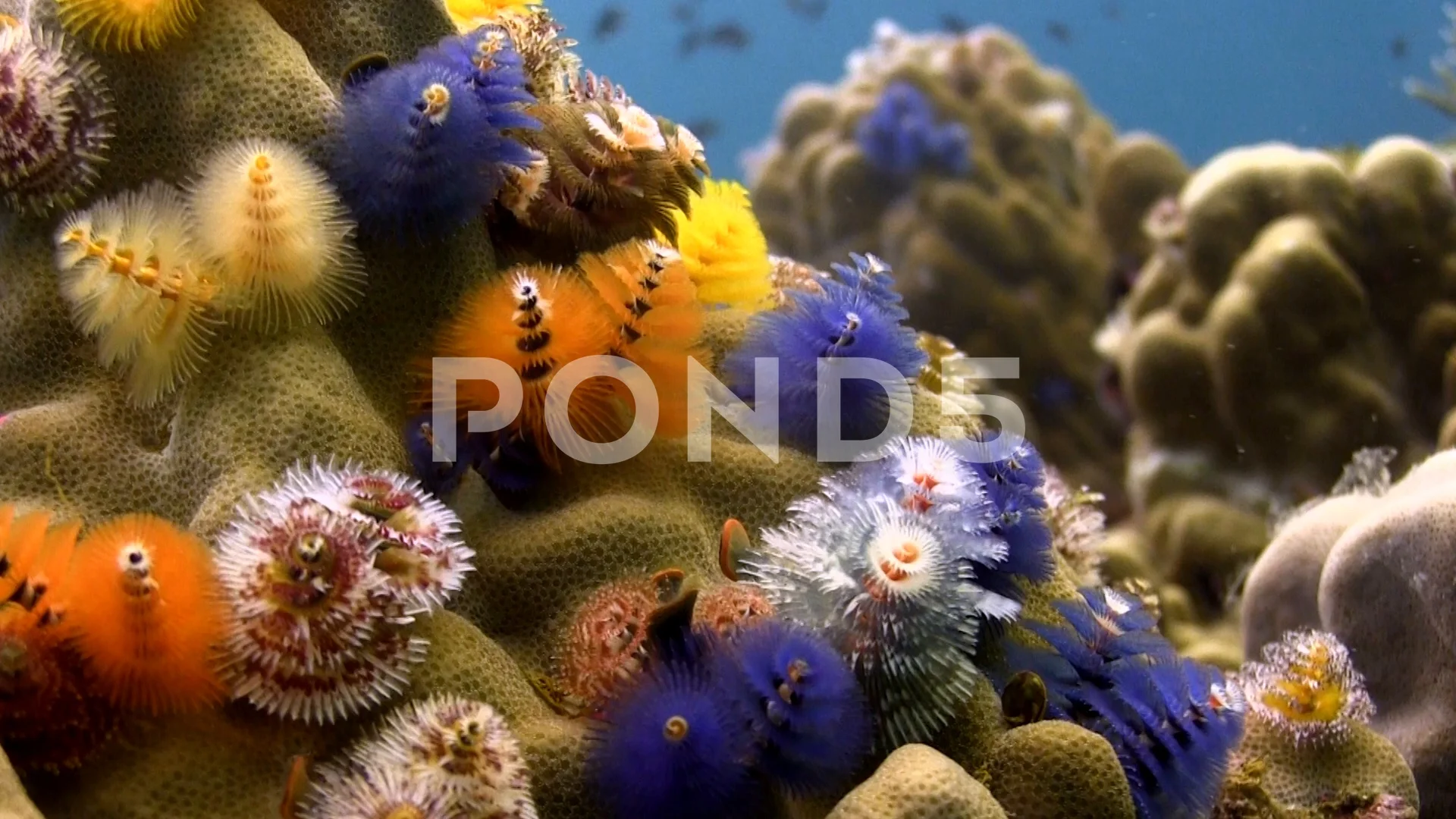 Christmas Tree Worm Wallpaper