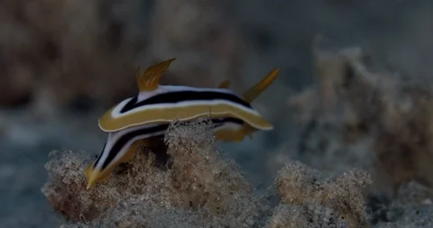 Very Very Sd! Stock Videos – Royalty-Free HD & 4K Videos | Pond5