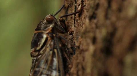 Cicada Feeding on tree | Stock Video | Pond5